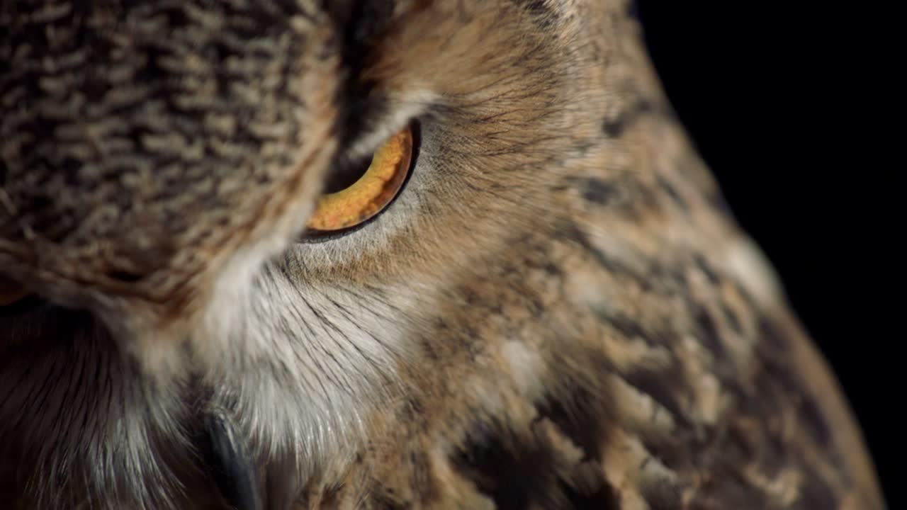 Western Governors University on LinkedIn: Owl Awareness Day | 158 comments Western Governors University on LinkedIn: Owl Awareness Day | 158 comments