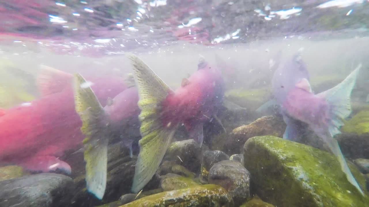 U.S. Fish and Wildlife Service (USFWS) on LinkedIn: Happy World Fish ... U.S. Fish and Wildlife Service (USFWS) on LinkedIn: Happy World Fish ...
