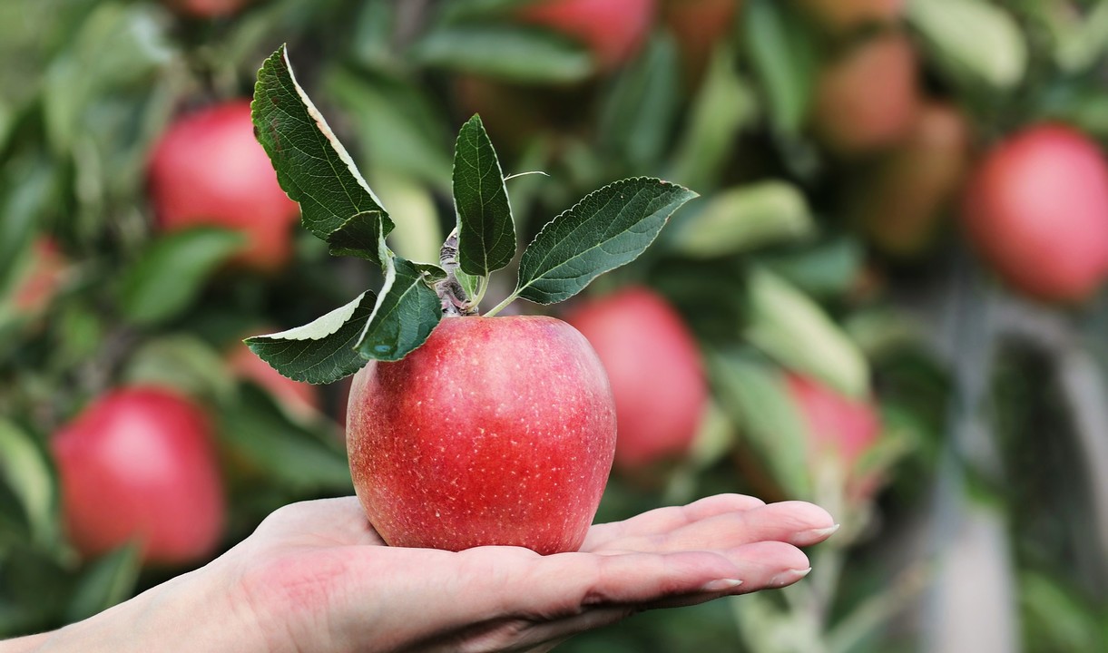 Pluk het laaghangend fruit! Pluk het laaghangend fruit!
