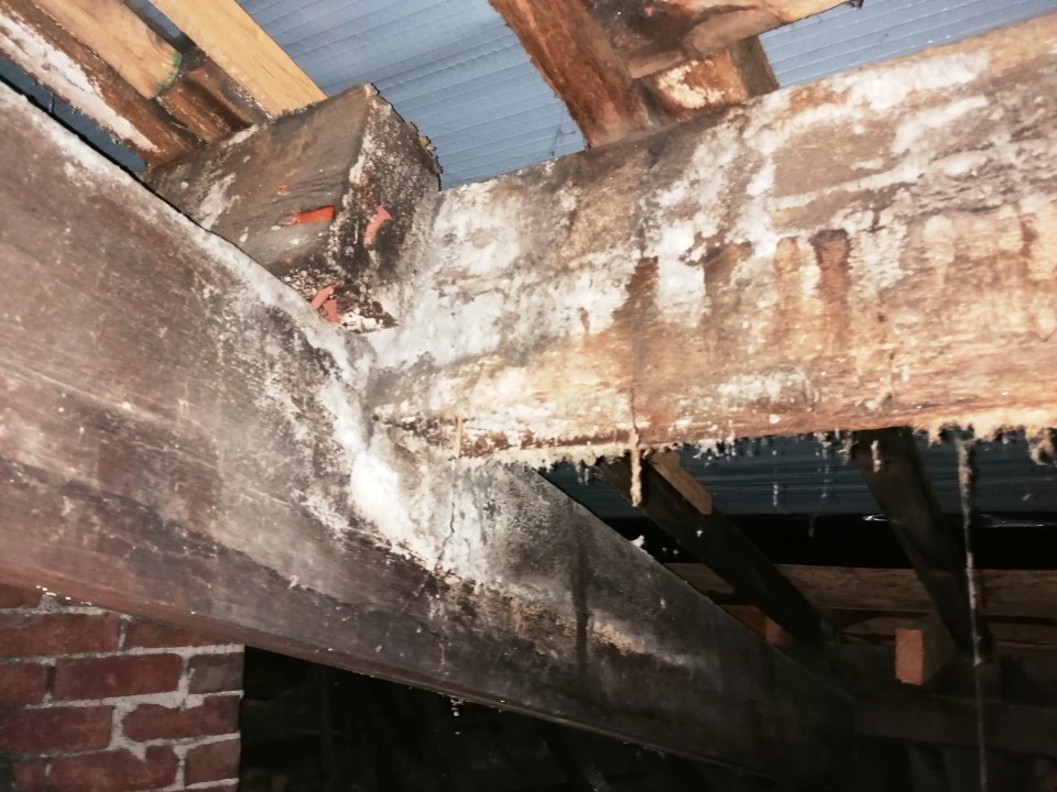 Dry Rot or Chemical Attack Dry Rot or Chemical Attack