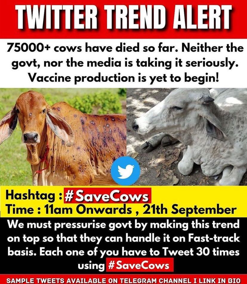 Shubham Sharma on LinkedIn: #savecows #india Shubham Sharma on LinkedIn: #savecows #india