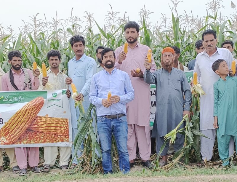 Mumtaz Hussain Dhakoo on LinkedIn: #MercurySeeds #SpringMaize Mumtaz Hussain Dhakoo on LinkedIn: #MercurySeeds #SpringMaize