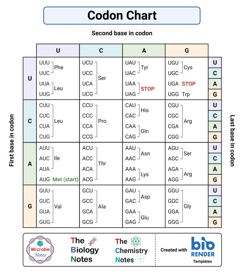 Sagar Aryal di LinkedIn: Codon Chart. Sagar Aryal di LinkedIn: Codon Chart.