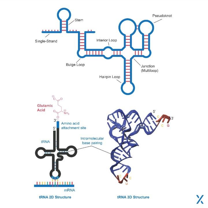 CRISPR BIOTECH ENGINEERING on LinkedIn: Structure of tRNA🧬 CRISPR BIOTECH ENGINEERING on LinkedIn: Structure of tRNA🧬