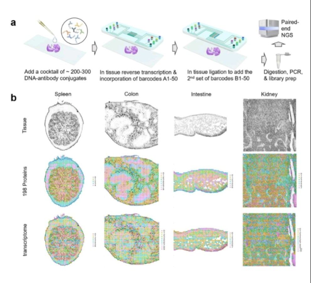 Rong Fan on LinkedIn: #spatialomics #spatialbiology #singlecellanalysis Rong Fan on LinkedIn: #spatialomics #spatialbiology #singlecellanalysis