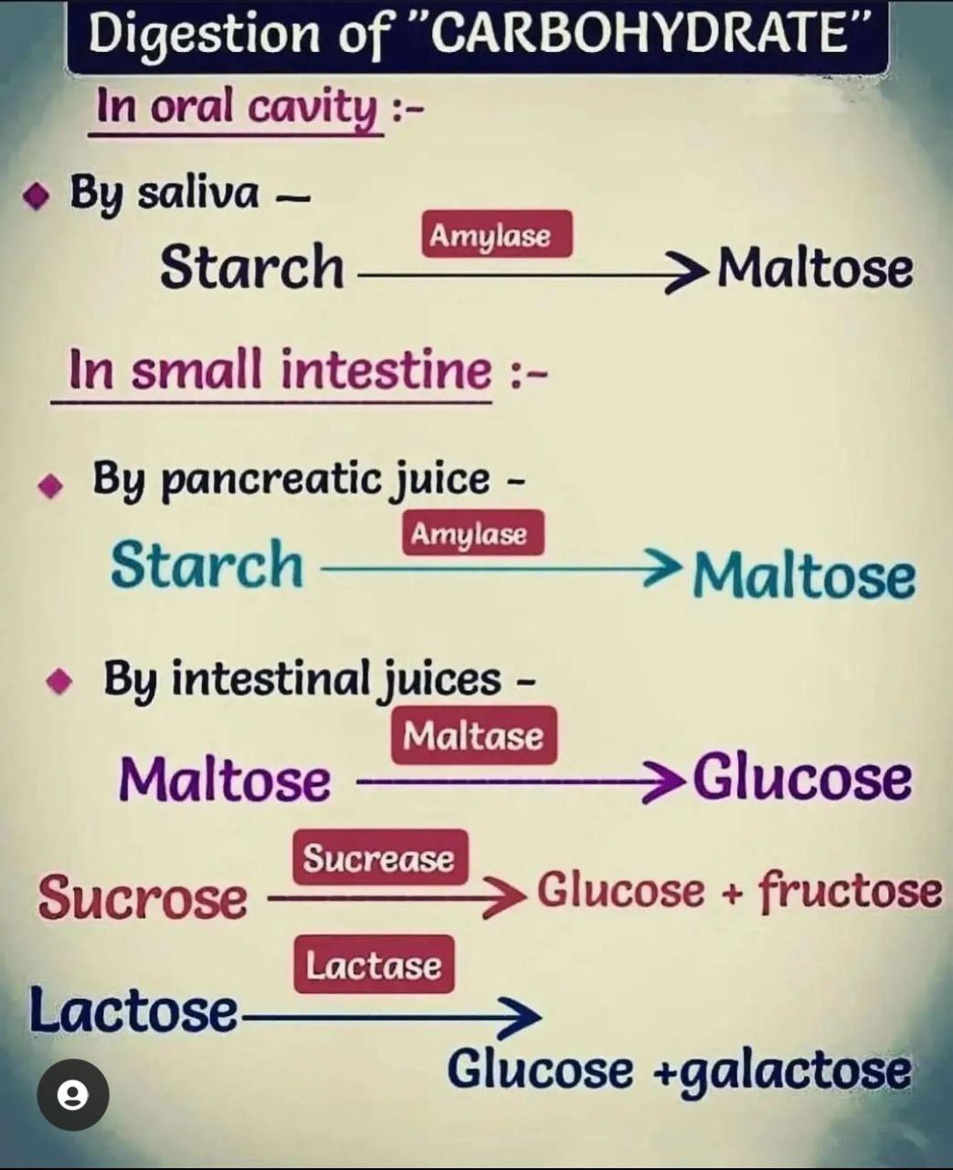 Shreyash Jaiswal on LinkedIn: #digestionofcarbohydrate #digeation # ... Shreyash Jaiswal on LinkedIn: #digestionofcarbohydrate #digeation # ...