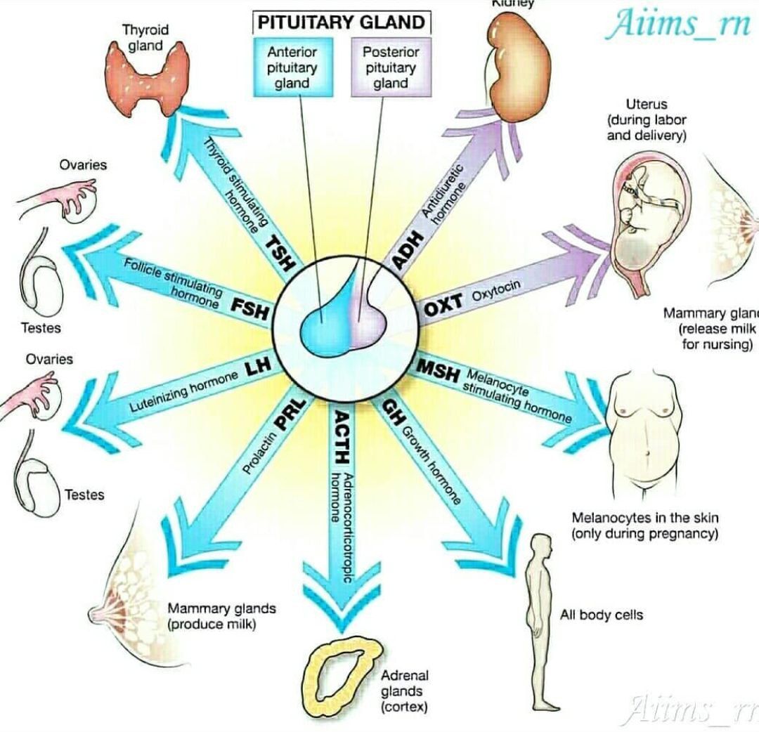 Shreyash Jaiswal on LinkedIn: #pituitarygland #anteriorpituitary # ... Shreyash Jaiswal on LinkedIn: #pituitarygland #anteriorpituitary # ...