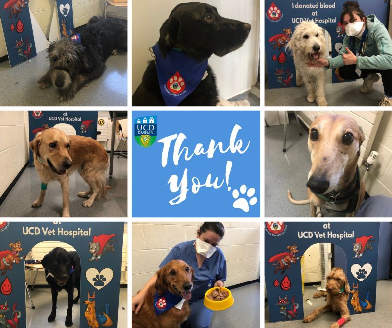University College Dublin on LinkedIn: 🐕☺️ Such good dogs! Passing on a ... University College Dublin on LinkedIn: 🐕☺️ Such good dogs! Passing on a ...