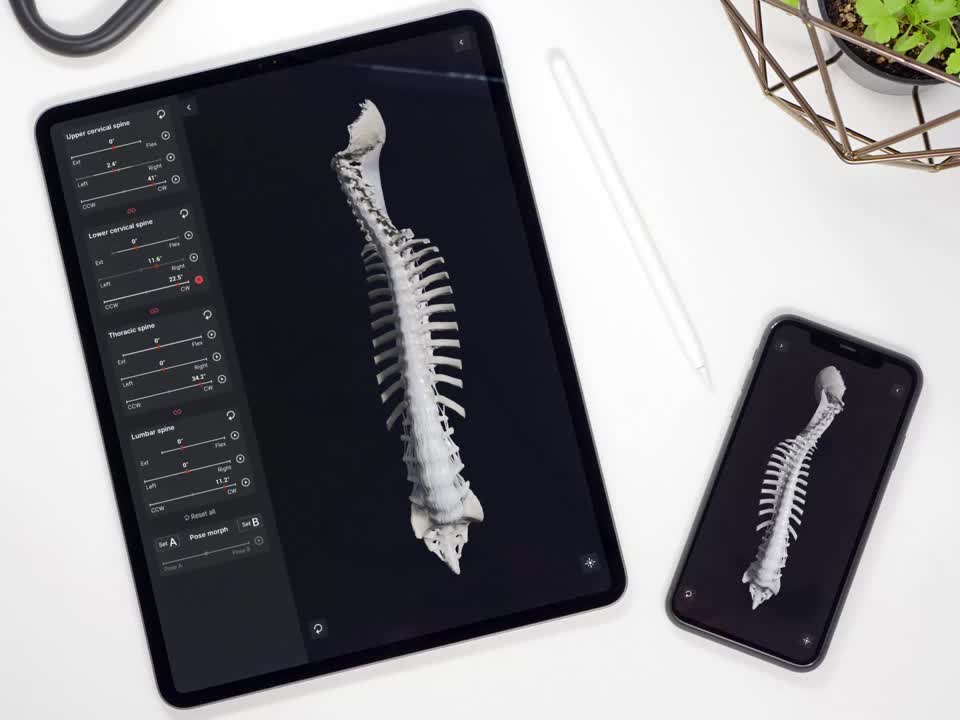 Anatomy Standard on LinkedIn: Biomechanics of the Spine Lite Anatomy Standard on LinkedIn: Biomechanics of the Spine Lite