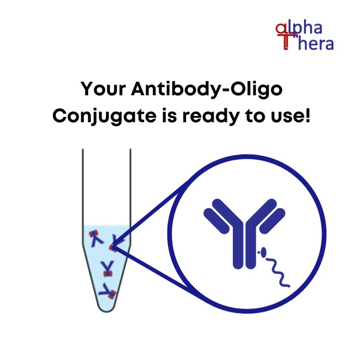 AlphaThera on LinkedIn: oYo-Link® Antibody-Oligo Conjugation 2-Step Process AlphaThera on LinkedIn: oYo-Link® Antibody-Oligo Conjugation 2-Step Process