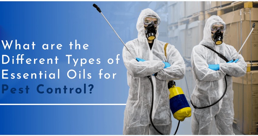 What are the Different Types of Essential Oils for Pest Control? What are the Different Types of Essential Oils for Pest Control?