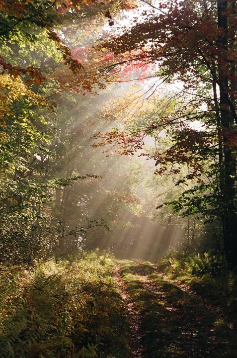 Gratitude Gratitude