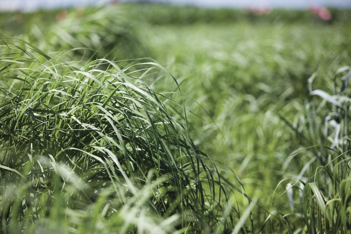 Great Lakes Bioenergy Research Center (GLBRC) | LinkedIn Great Lakes Bioenergy Research Center (GLBRC) | LinkedIn