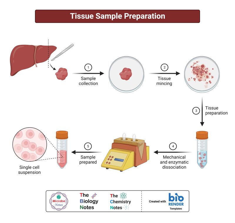 Sagar Aryal di LinkedIn: Tissue Sample Preparation. Sagar Aryal di LinkedIn: Tissue Sample Preparation.
