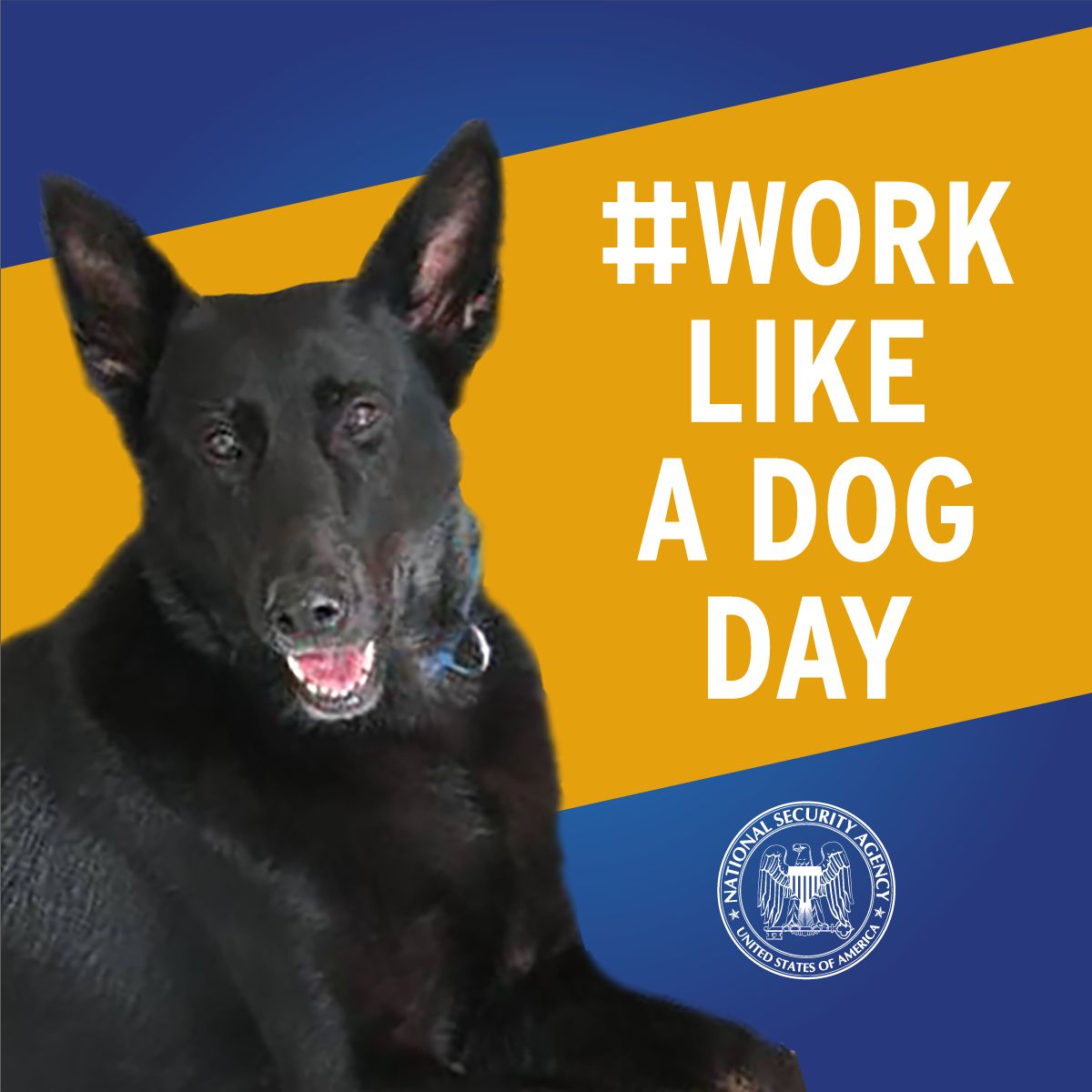 National Security Agency on LinkedIn: #worklikeadog #k9 #k9officer | 18 ... National Security Agency on LinkedIn: #worklikeadog #k9 #k9officer | 18 ...