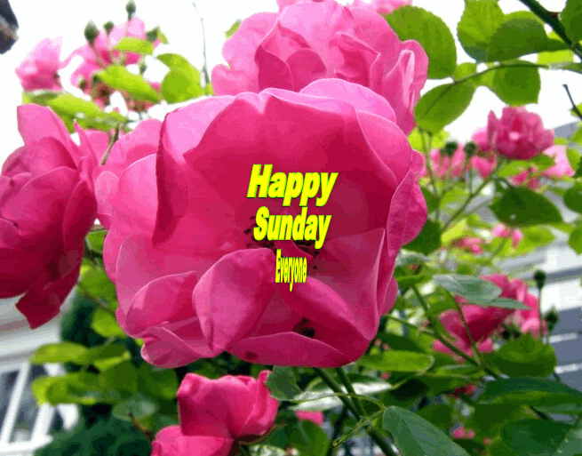 Dr.Patricia Selvarani Selvaratnam en LinkedIn: HAPPY SUNDAY EVERYONE🙏🏽😀 ... Dr.Patricia Selvarani Selvaratnam en LinkedIn: HAPPY SUNDAY EVERYONE🙏🏽😀 ...