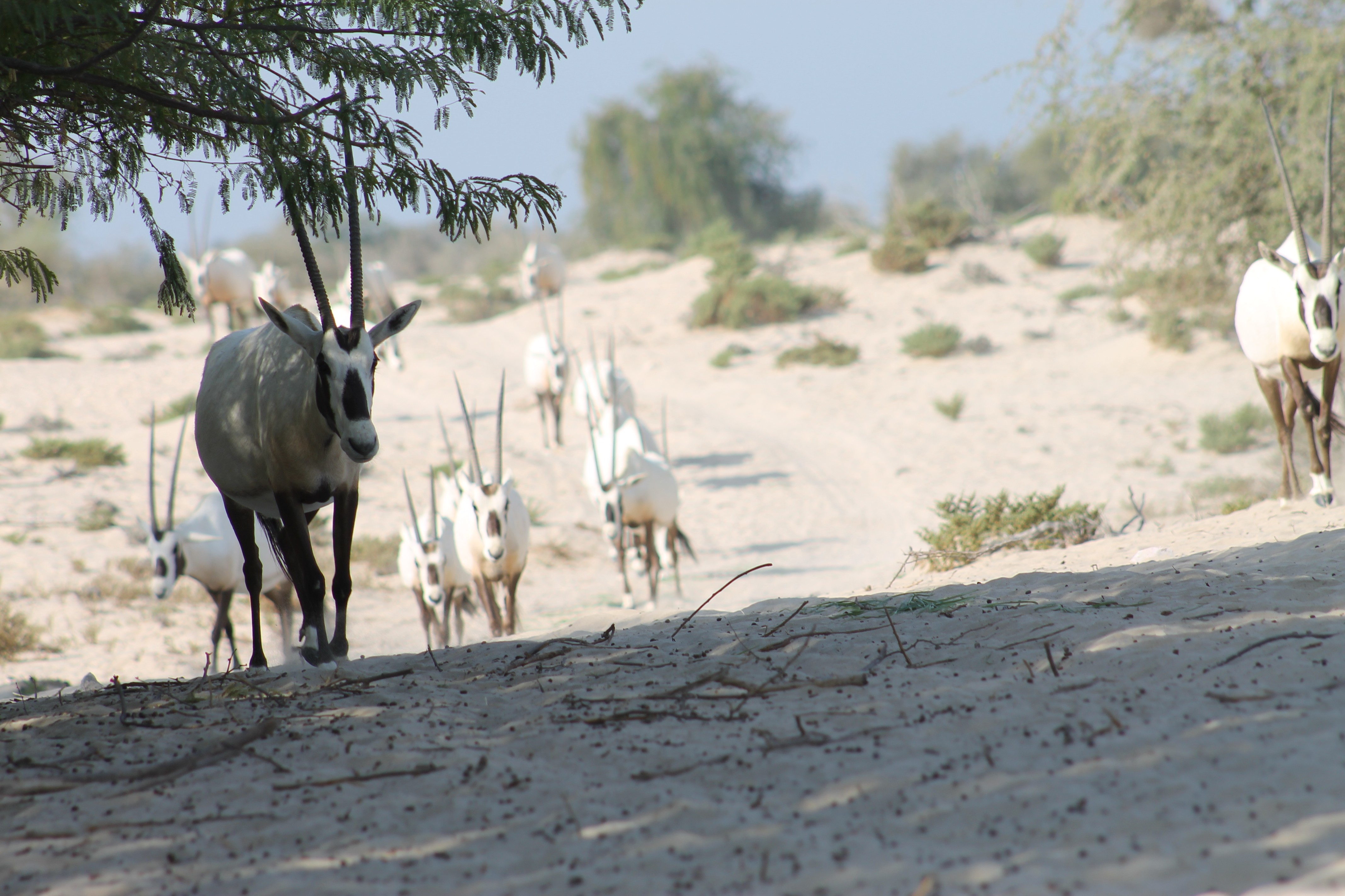 AL AREEN WILDLIFE PARK | LinkedIn AL AREEN WILDLIFE PARK | LinkedIn