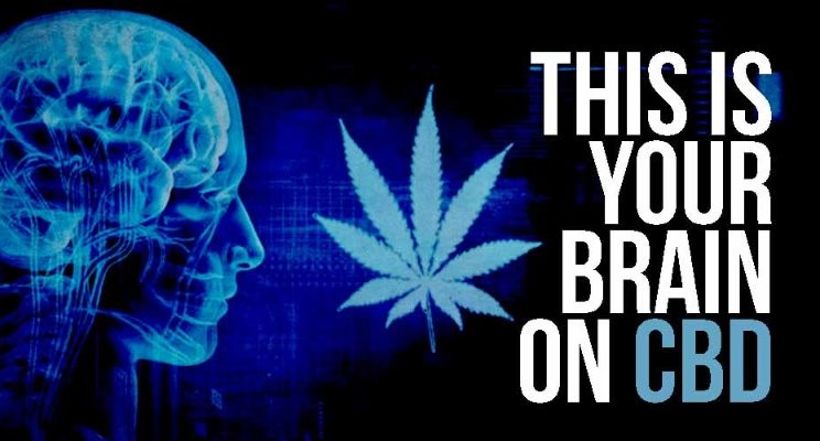 How Does CBD Affect the Brain - CBD Guide How Does CBD Affect the Brain - CBD Guide