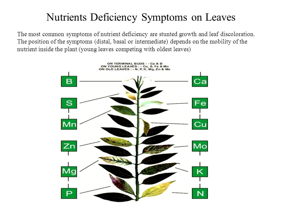 Identifying Plant Nutrient Deficiencies Symptoms Identifying Plant Nutrient Deficiencies Symptoms