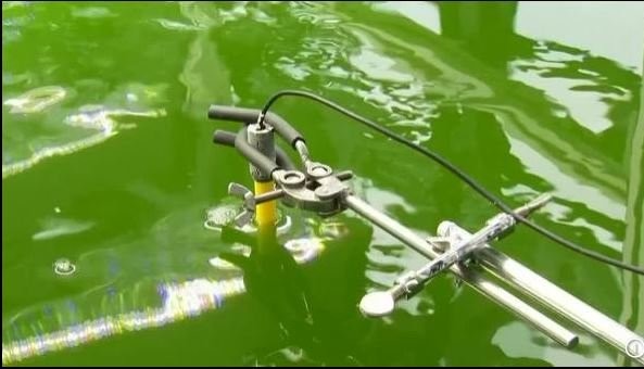 Airbus looks to algae jet fuel Airbus looks to algae jet fuel