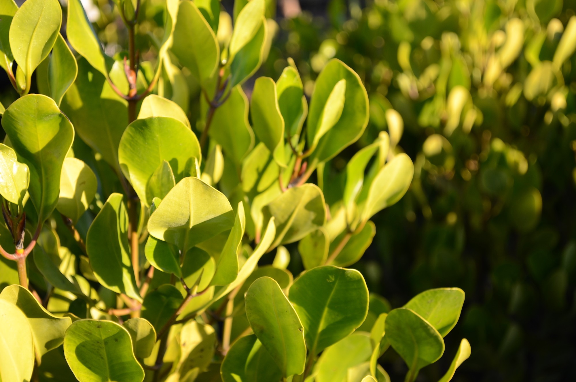 Eden Reforestation Projects | LinkedIn Eden Reforestation Projects | LinkedIn