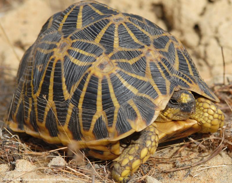 Wildlife Conservation Society on LinkedIn: More than half of all 360 ... Wildlife Conservation Society on LinkedIn: More than half of all 360 ...