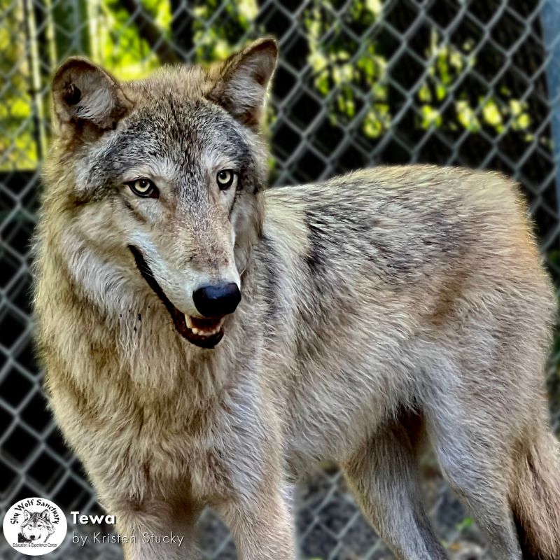 Shy Wolf Sanctuary Education & Experience Center on LinkedIn: # ... Shy Wolf Sanctuary Education & Experience Center on LinkedIn: # ...
