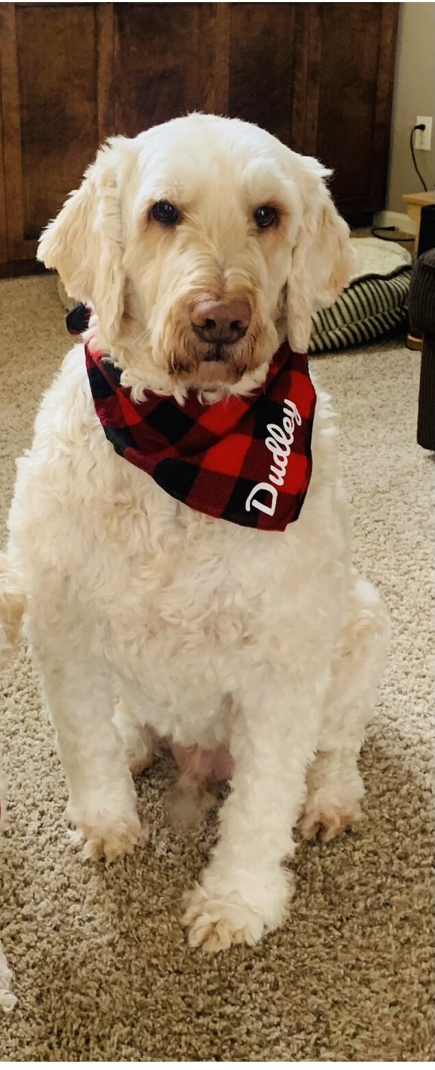 Kristen Andrews on LinkedIn: #furbaby #workbuddy Kristen Andrews on LinkedIn: #furbaby #workbuddy