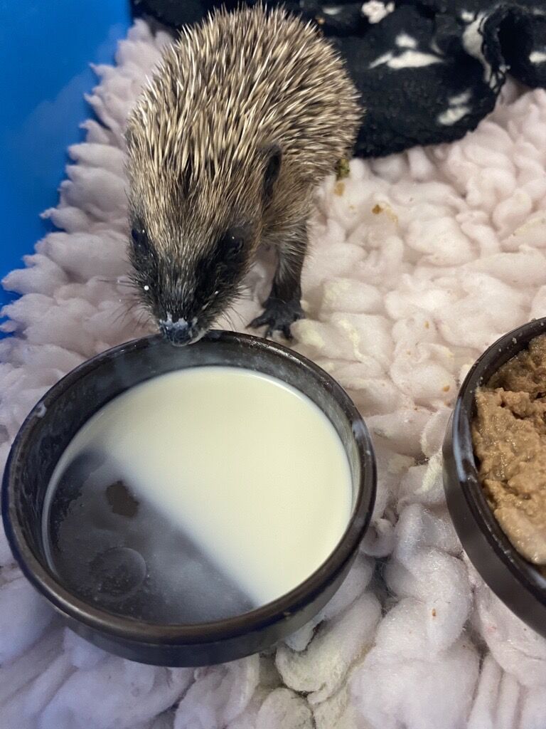 Kite Packaging on LinkedIn: #kitepackaging #secretworldwildliferescue # ... Kite Packaging on LinkedIn: #kitepackaging #secretworldwildliferescue # ...