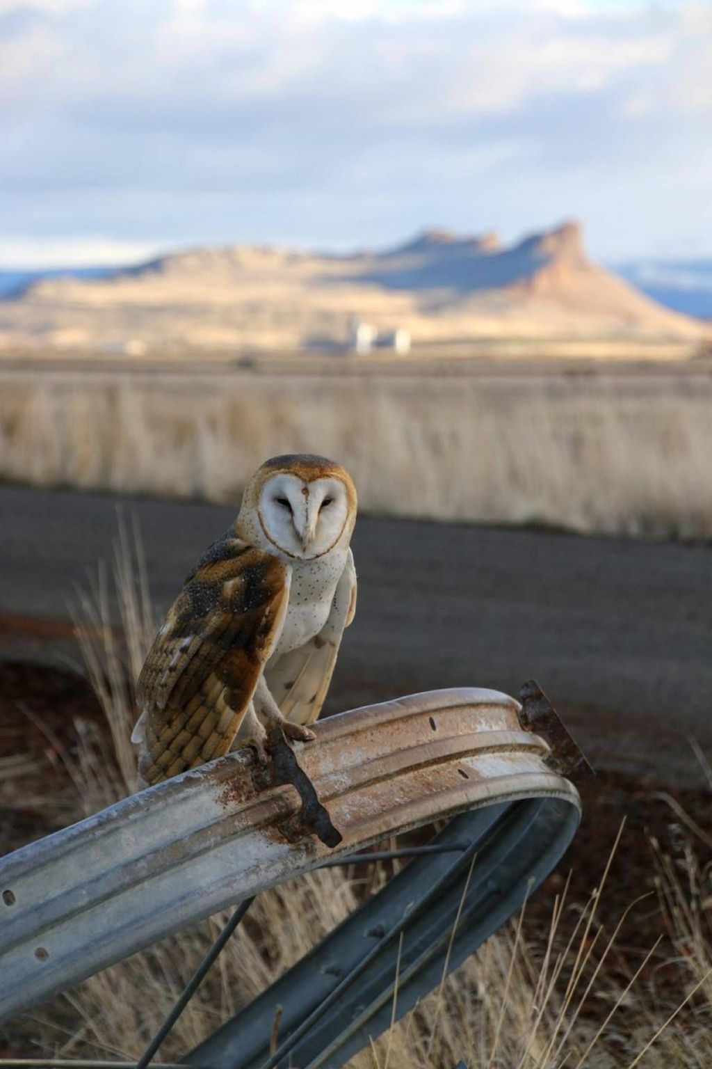 Ava Bailey on LinkedIn: “Oh yeah. It’s all coming together.” - Barn owl ... Ava Bailey on LinkedIn: “Oh yeah. It’s all coming together.” - Barn owl ...