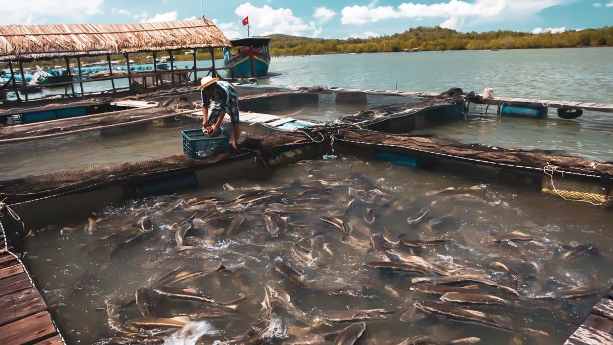 Getting started with importing aquafeed into Vietnam Getting started with importing aquafeed into Vietnam