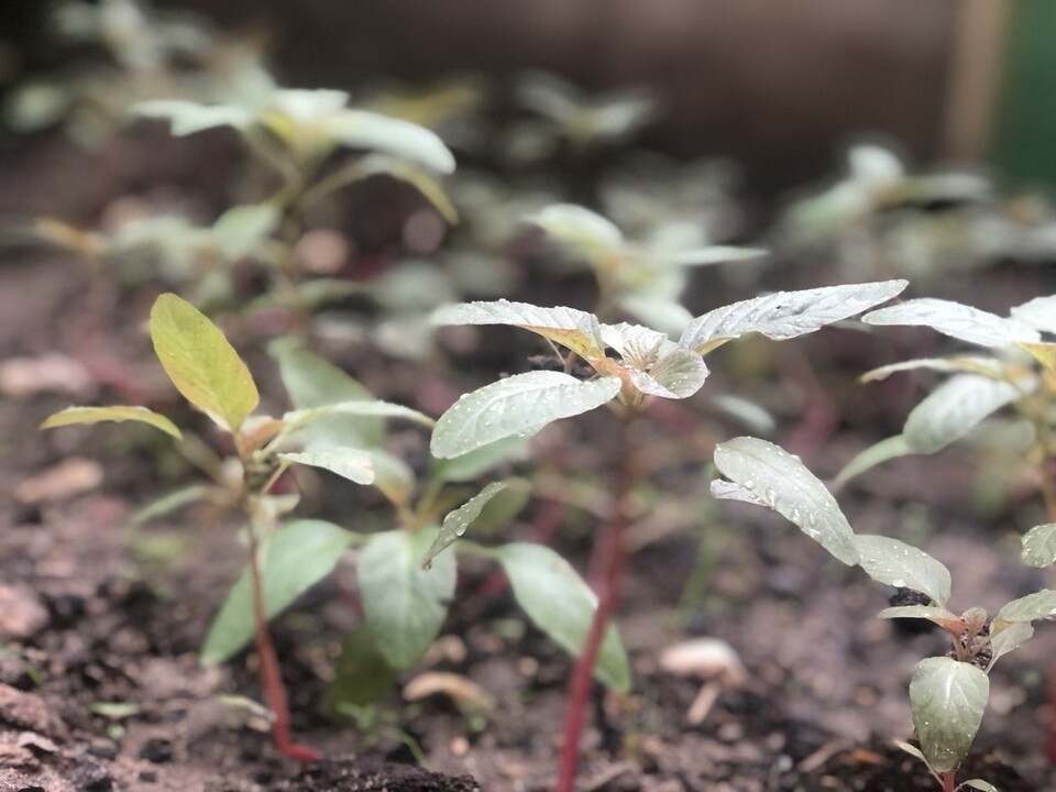 Pioneering Horticulture Therapy in Tanzania. Pioneering Horticulture Therapy in Tanzania.