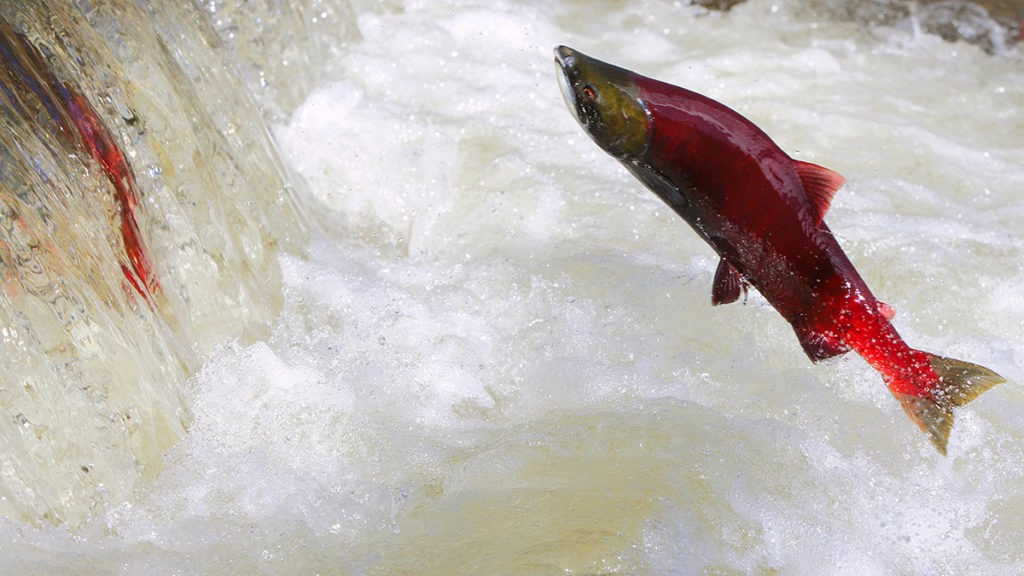 Even a dead fish can go with the flow, it’s that easy… Even a dead fish can go with the flow, it’s that easy…