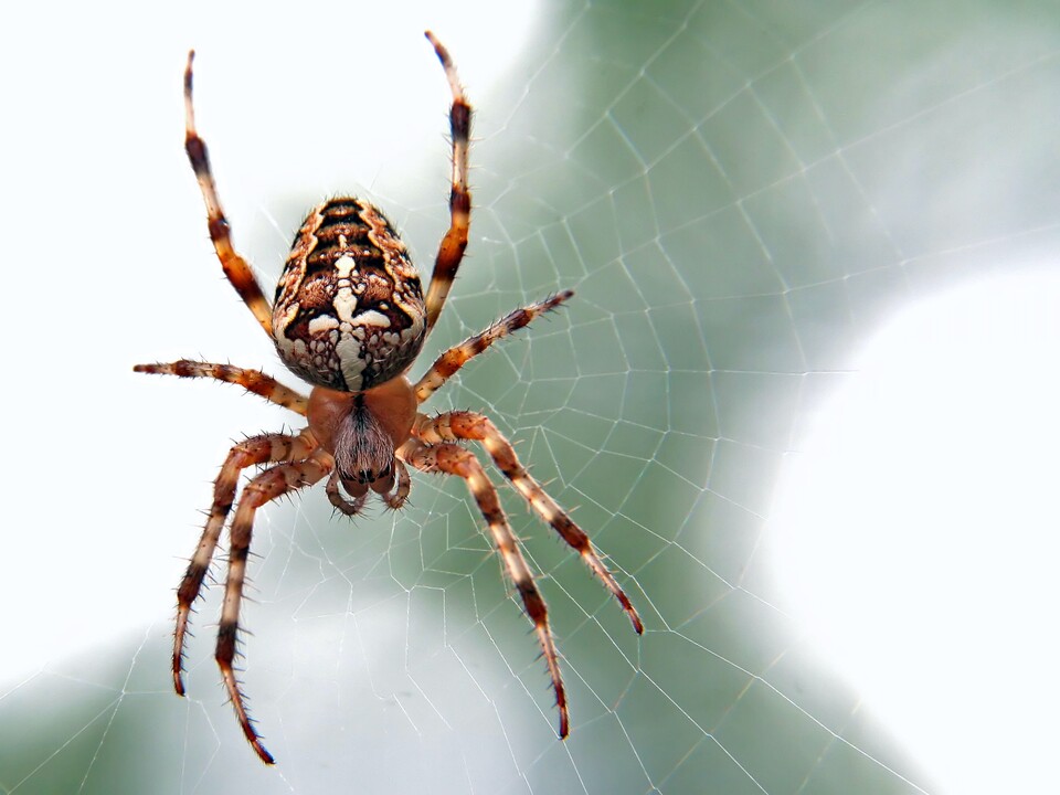 What Is a Search Engine Spider? What Is a Search Engine Spider?