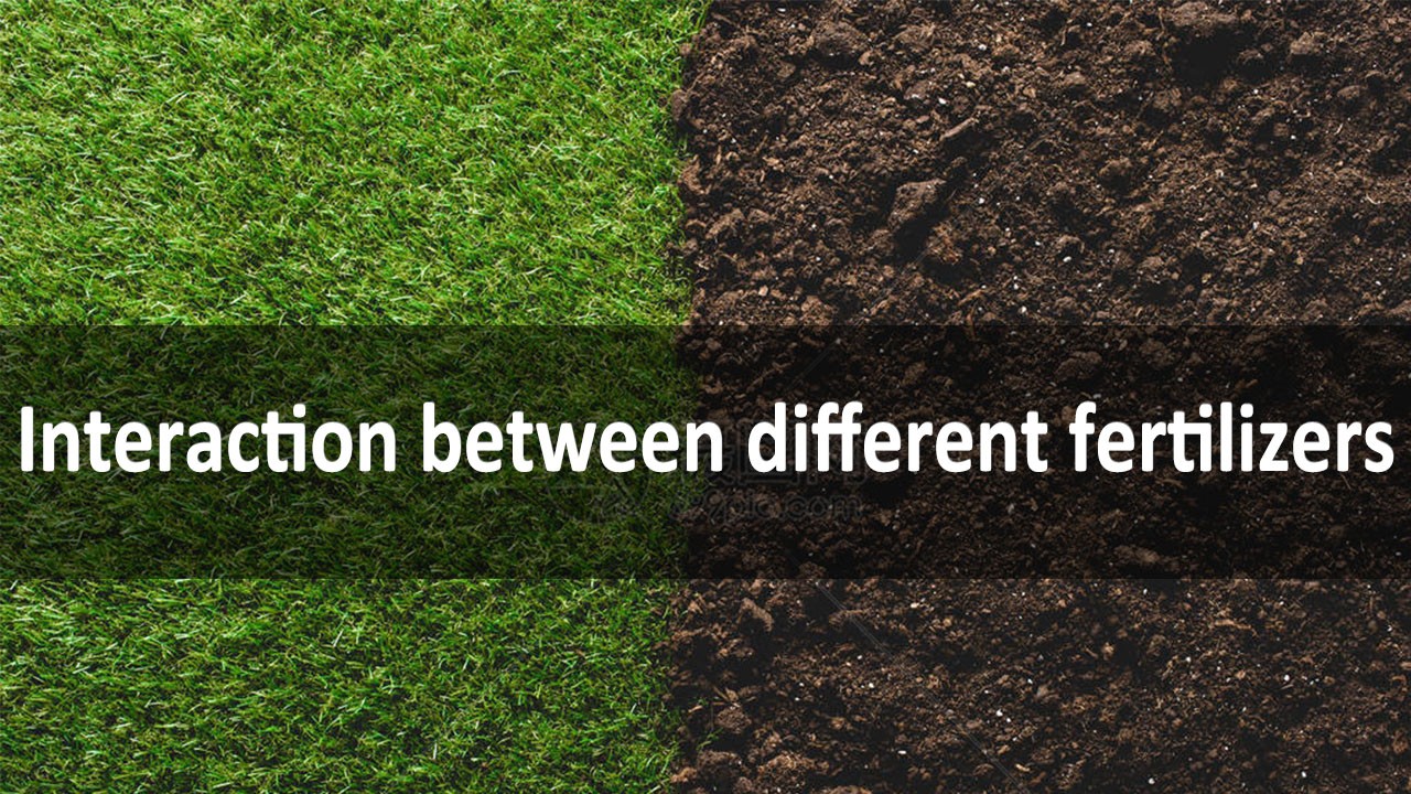 Interaction between different fertilizers Interaction between different fertilizers