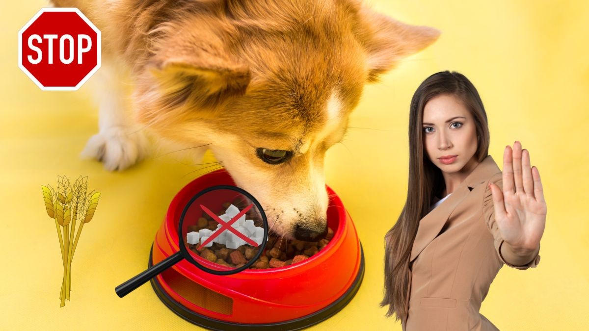 Petfood : Score ou tableaux de classement Petfood : Score ou tableaux de classement