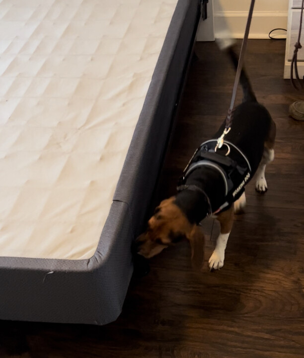Benefits of K9 Bed Bug Inspections Benefits of K9 Bed Bug Inspections