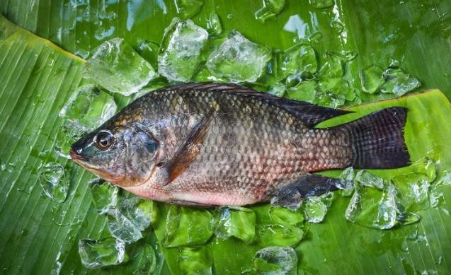 Why the world needs Tilapia? Why the world needs Tilapia?