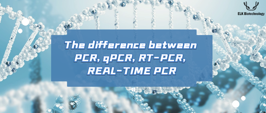 Analysis of the difference between PCR, qPCR, RT-PCR and Real-time PCR Analysis of the difference between PCR, qPCR, RT-PCR and Real-time PCR